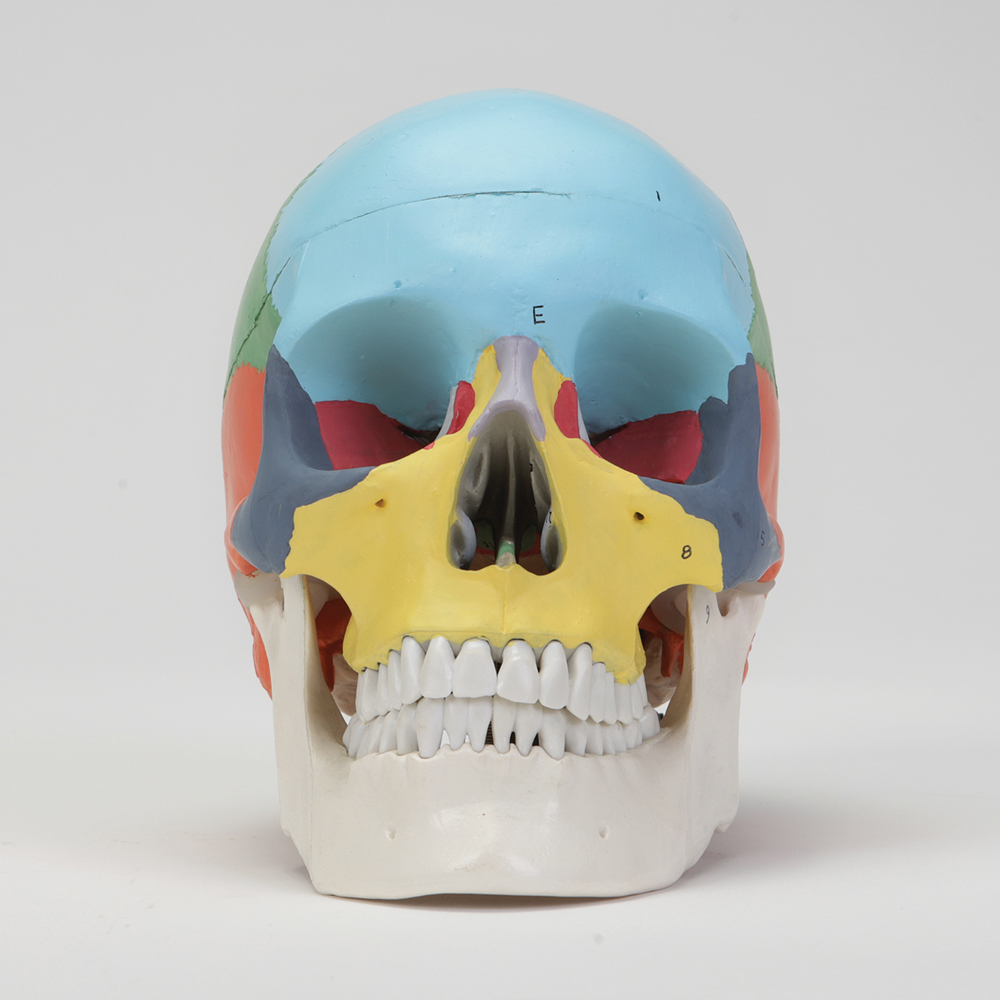 Carolina® Human Skull, Color Coded, Plastic | Carolina Biological Supply