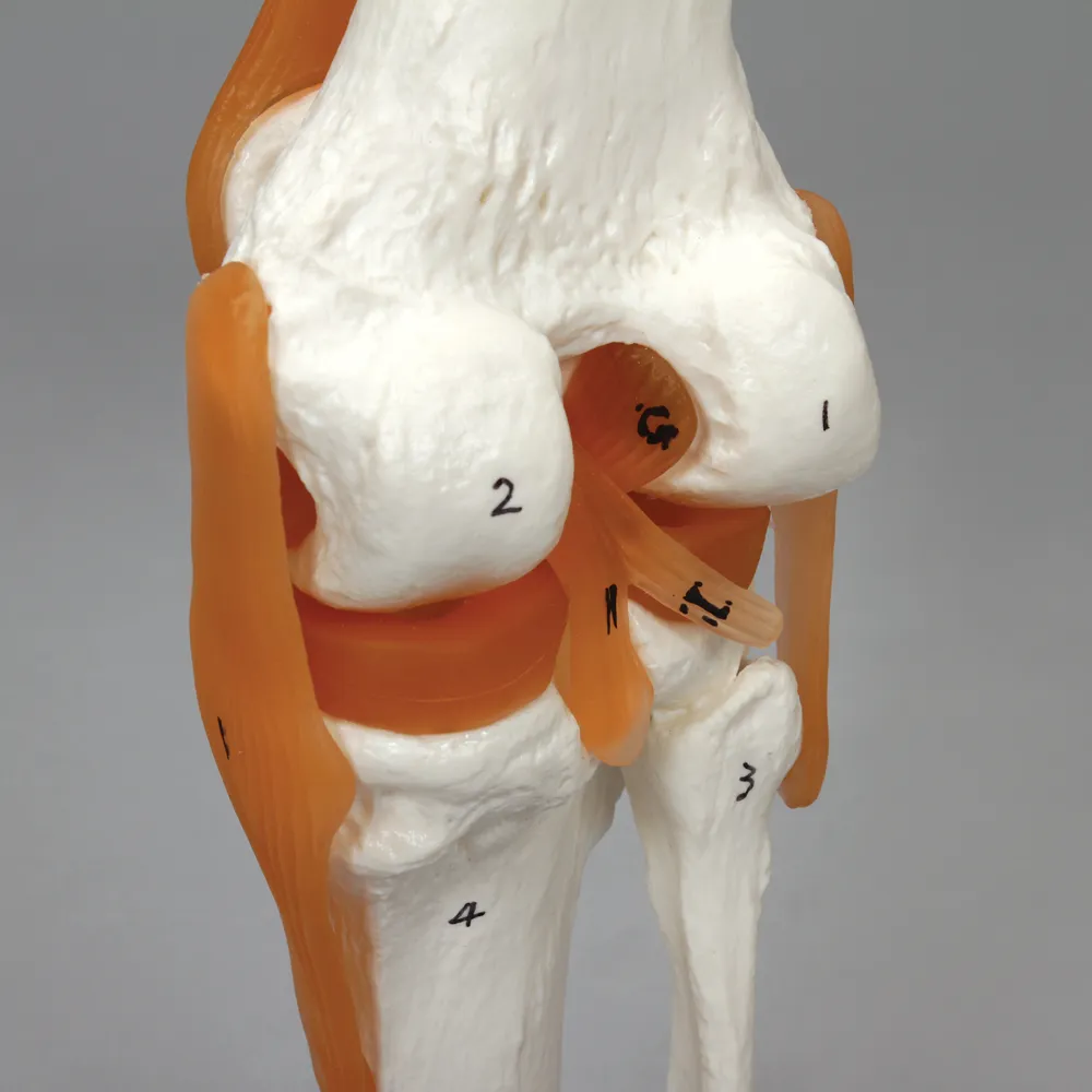 Carolina® Human Knee Joint Model | Carolina Biological Supply