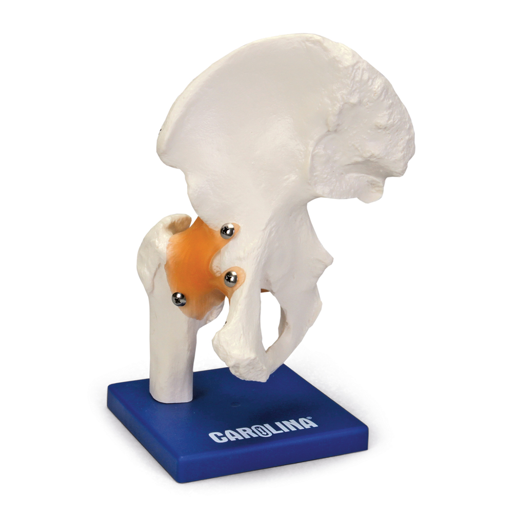 Carolina® Human Hip Joint Model | Carolina Biological Supply