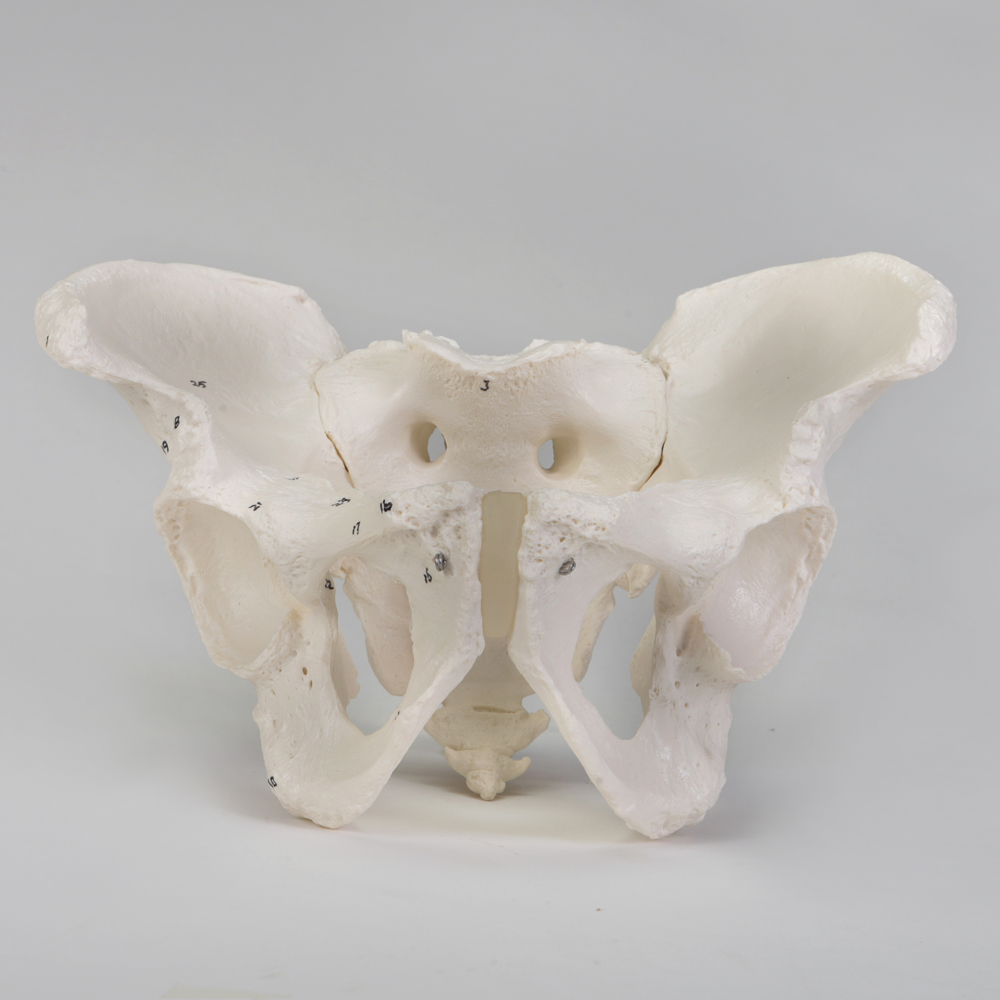 Carolina® Human Male Skeletal Pelvis, Plastic | Carolina.com