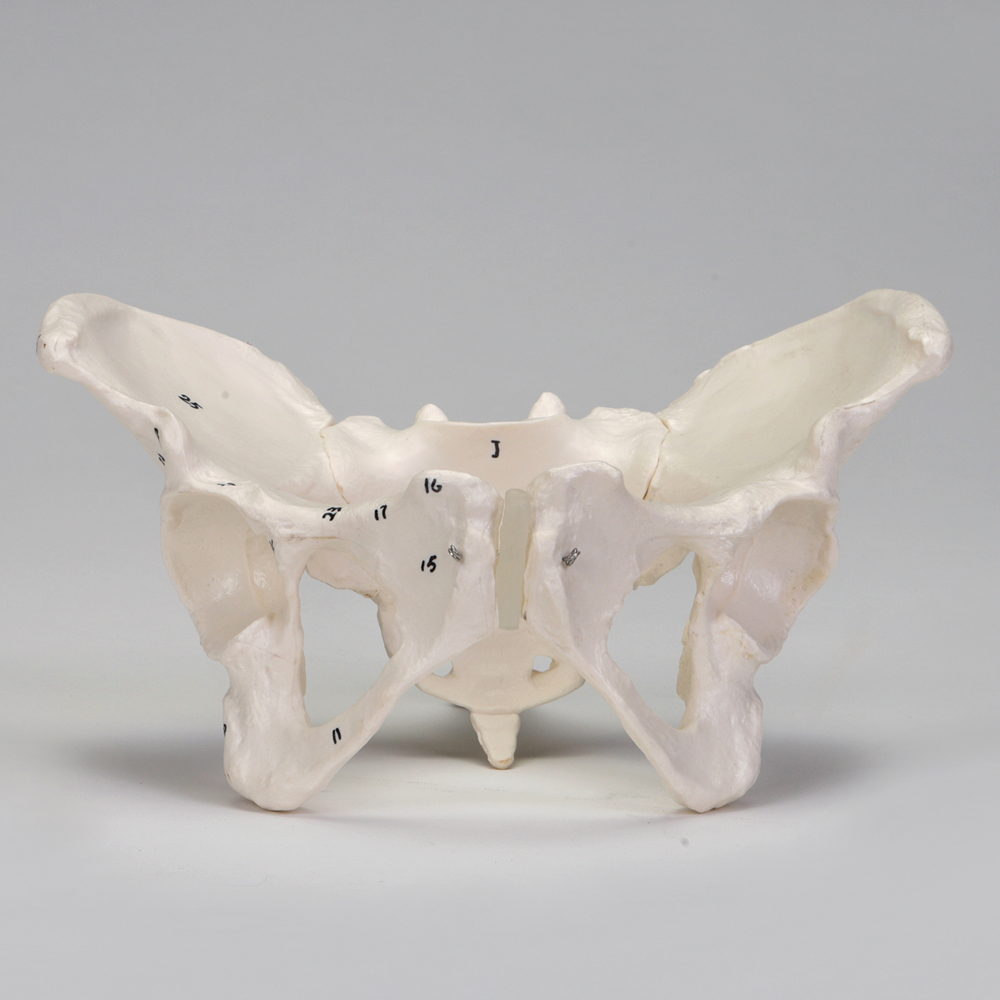 Carolina® Human Female Skeletal Pelvis, Plastic | Carolina.com