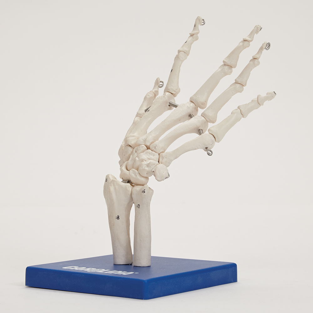 Carolina® Human Skeletal Hand Model | Carolina Biological Supply