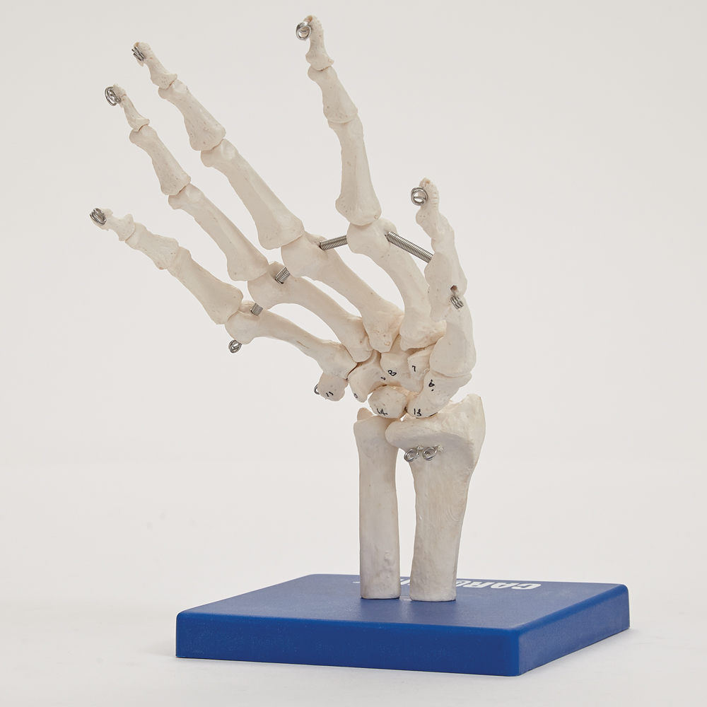 Carolina® Human Skeletal Hand Model | Carolina Biological Supply