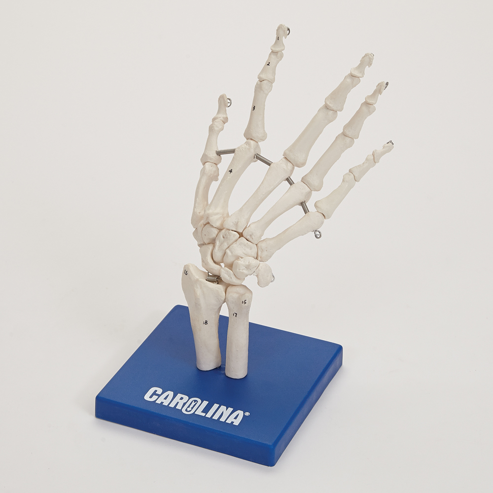 Carolina® Human Skeletal Hand Model | Carolina Biological Supply