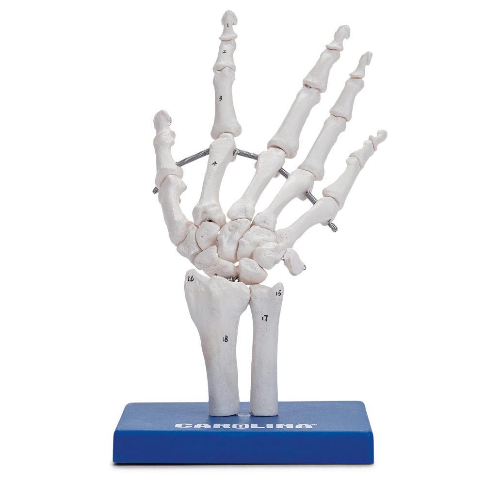 Carolina® Human Skeletal Hand Model | Carolina Biological Supply