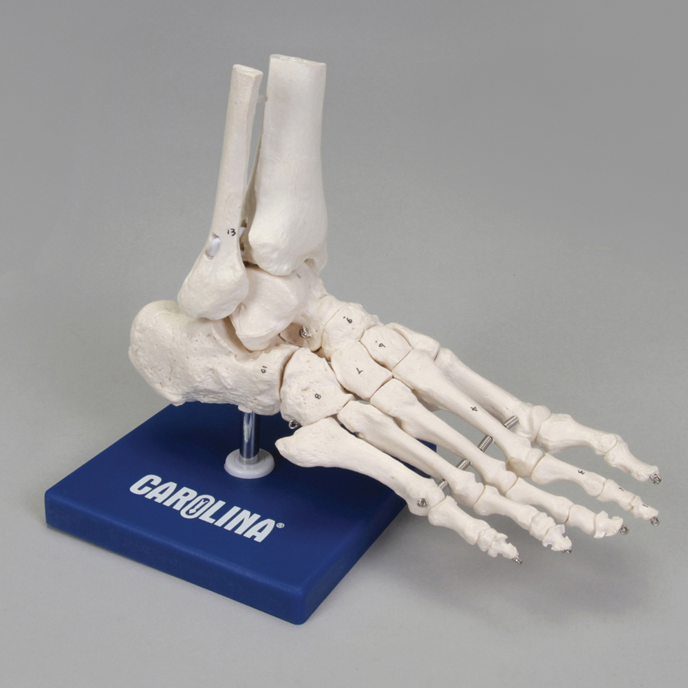 Carolina® Human Skeletal Foot Model | Carolina.com