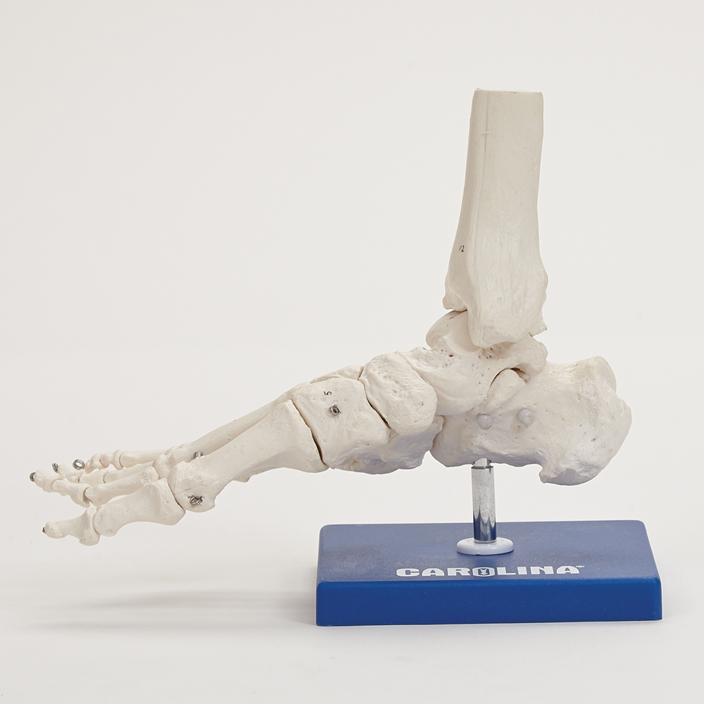 Carolina® Human Skeletal Foot Model | Carolina Biological Supply