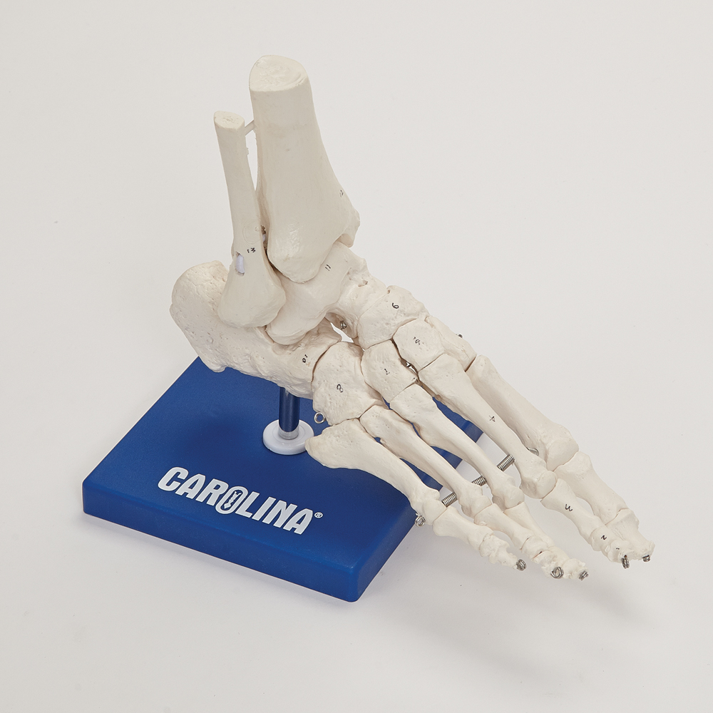 Carolina® Human Skeletal Foot Model | Carolina Biological Supply