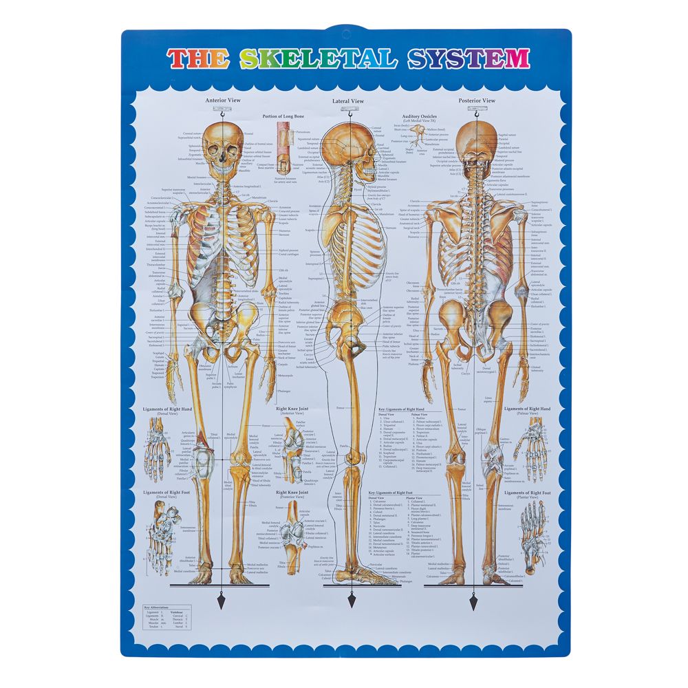 Carolina® Disarticulated Human Skeleton | Carolina Biological Supply