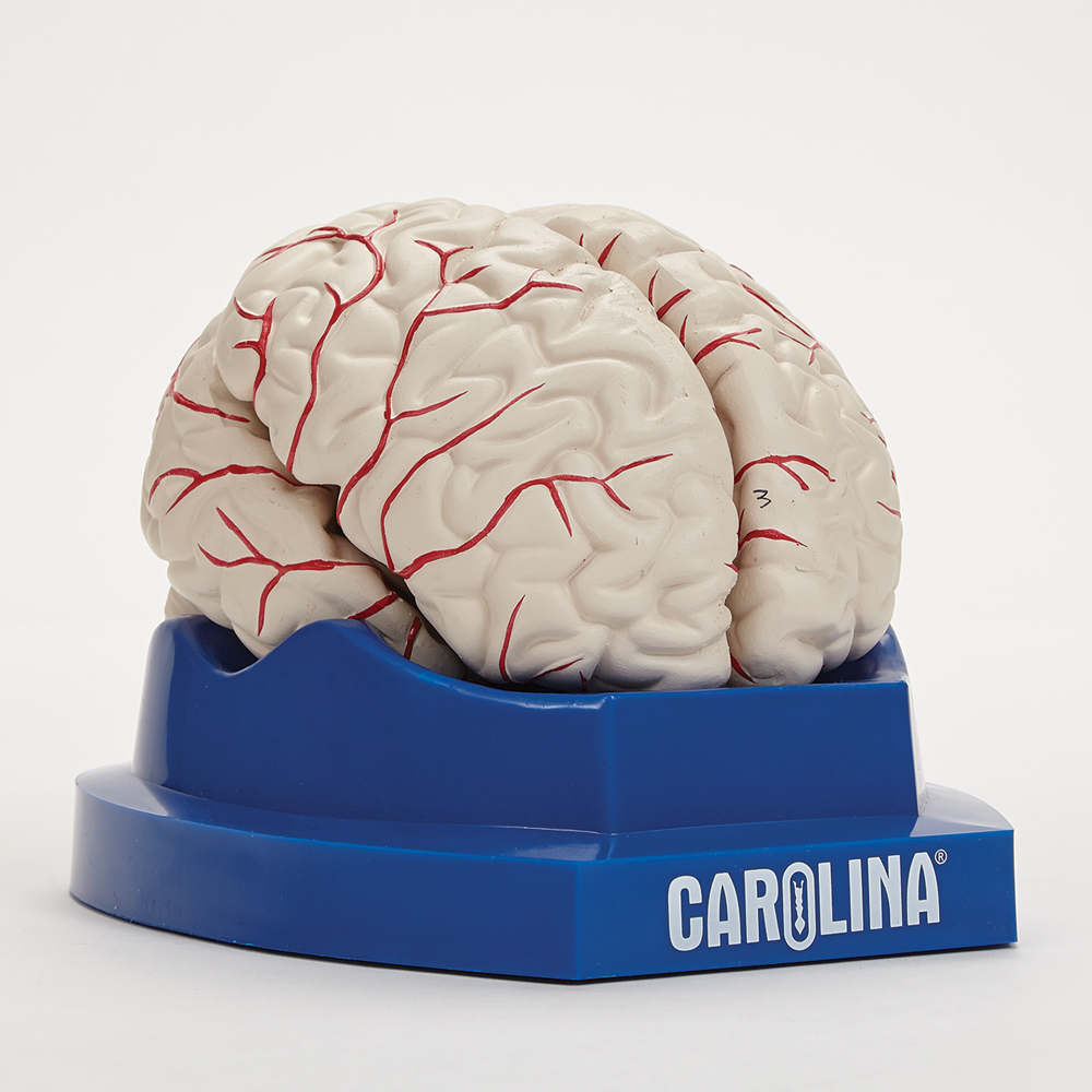 Carolina® Human Brain with Arteries Model | Carolina Biological Supply