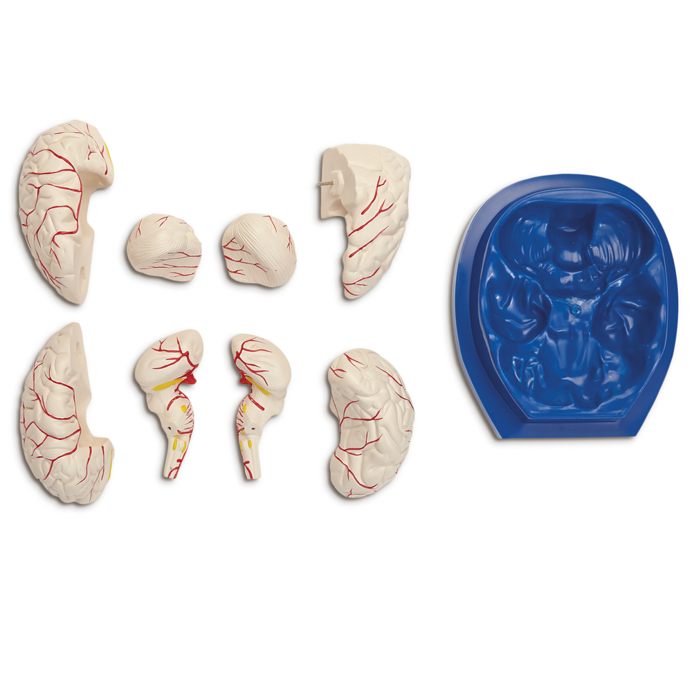 Carolina® Human Brain with Arteries Model | Carolina Biological Supply