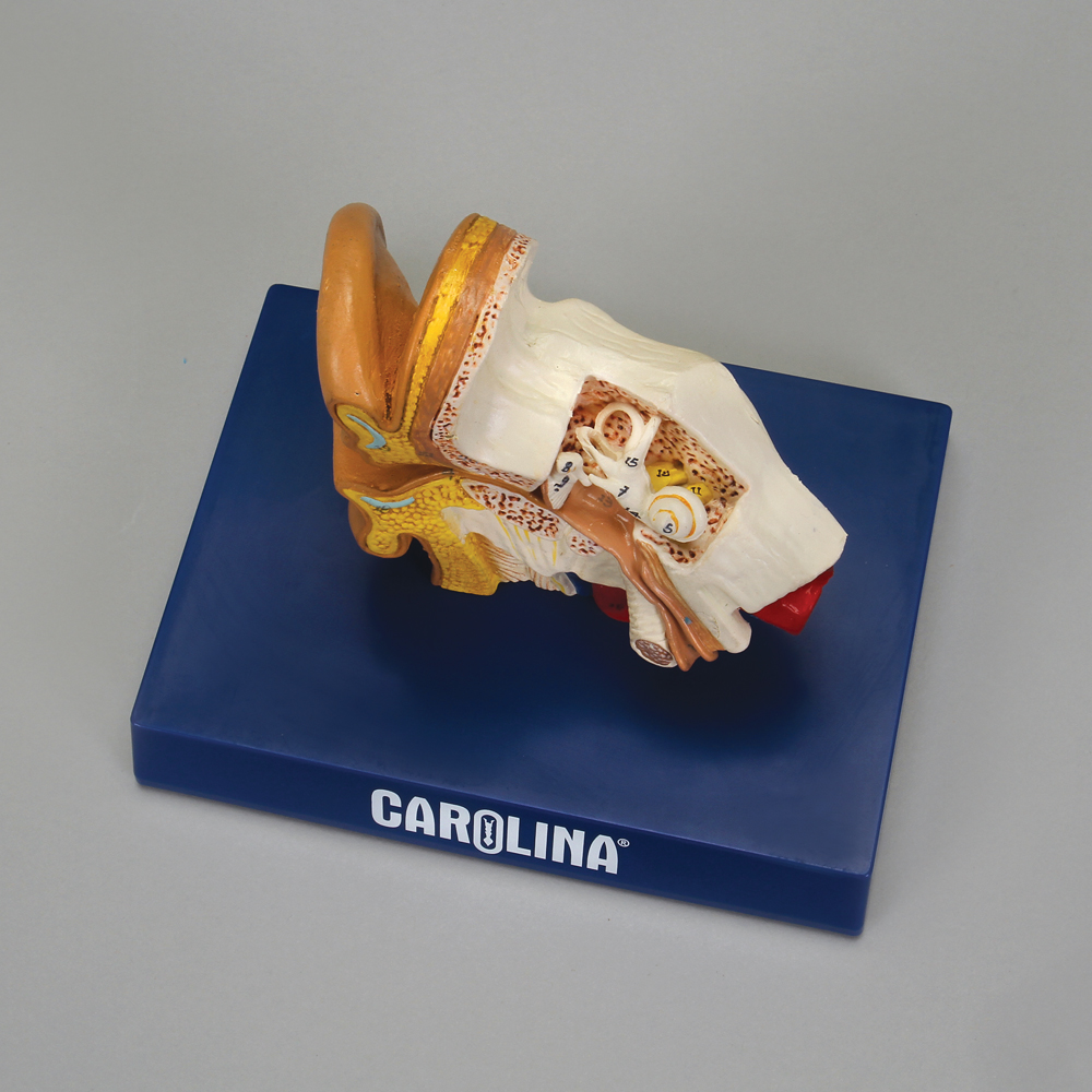 Carolina® Human Ear Model | Carolina Biological Supply