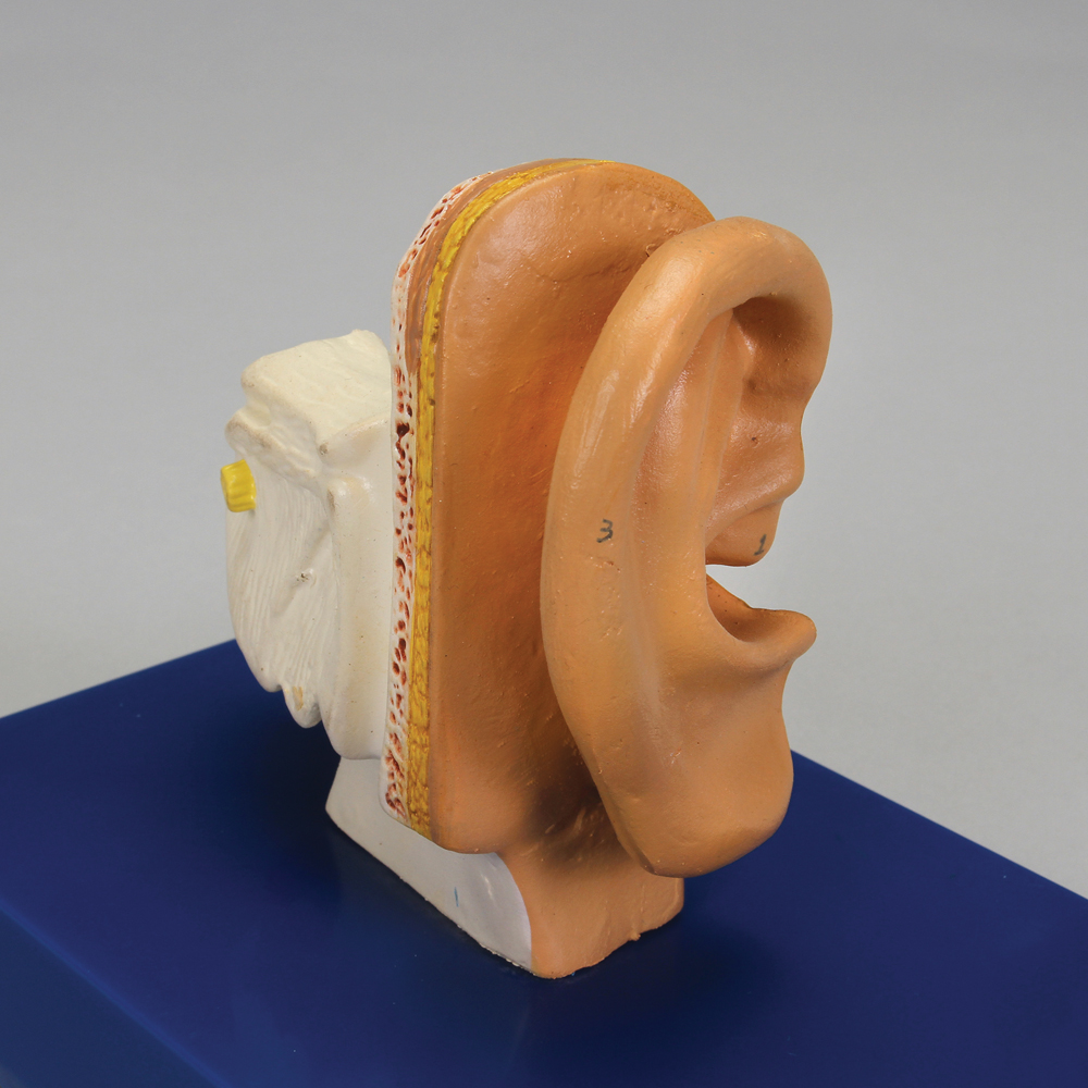 Carolina® Human Ear Model | Carolina Biological Supply