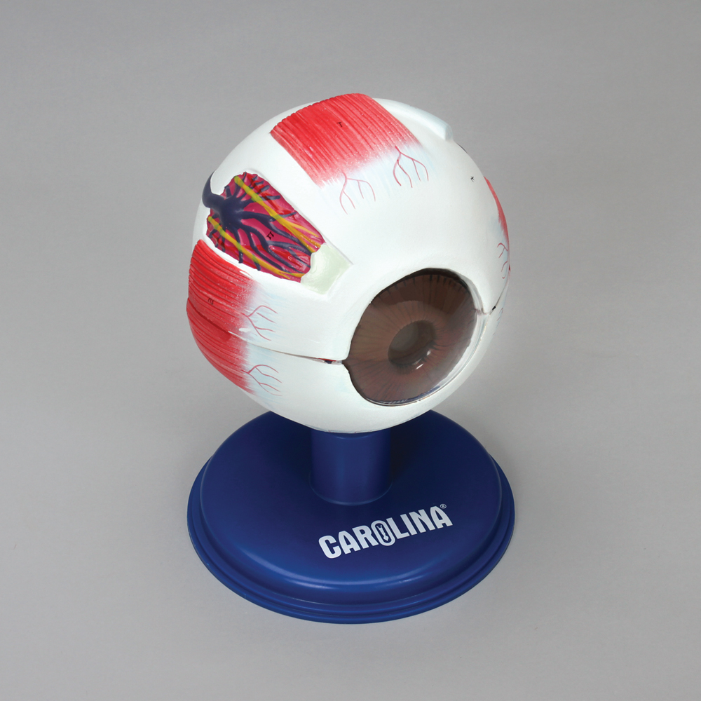 Carolina® Human Eye Model | Carolina.com