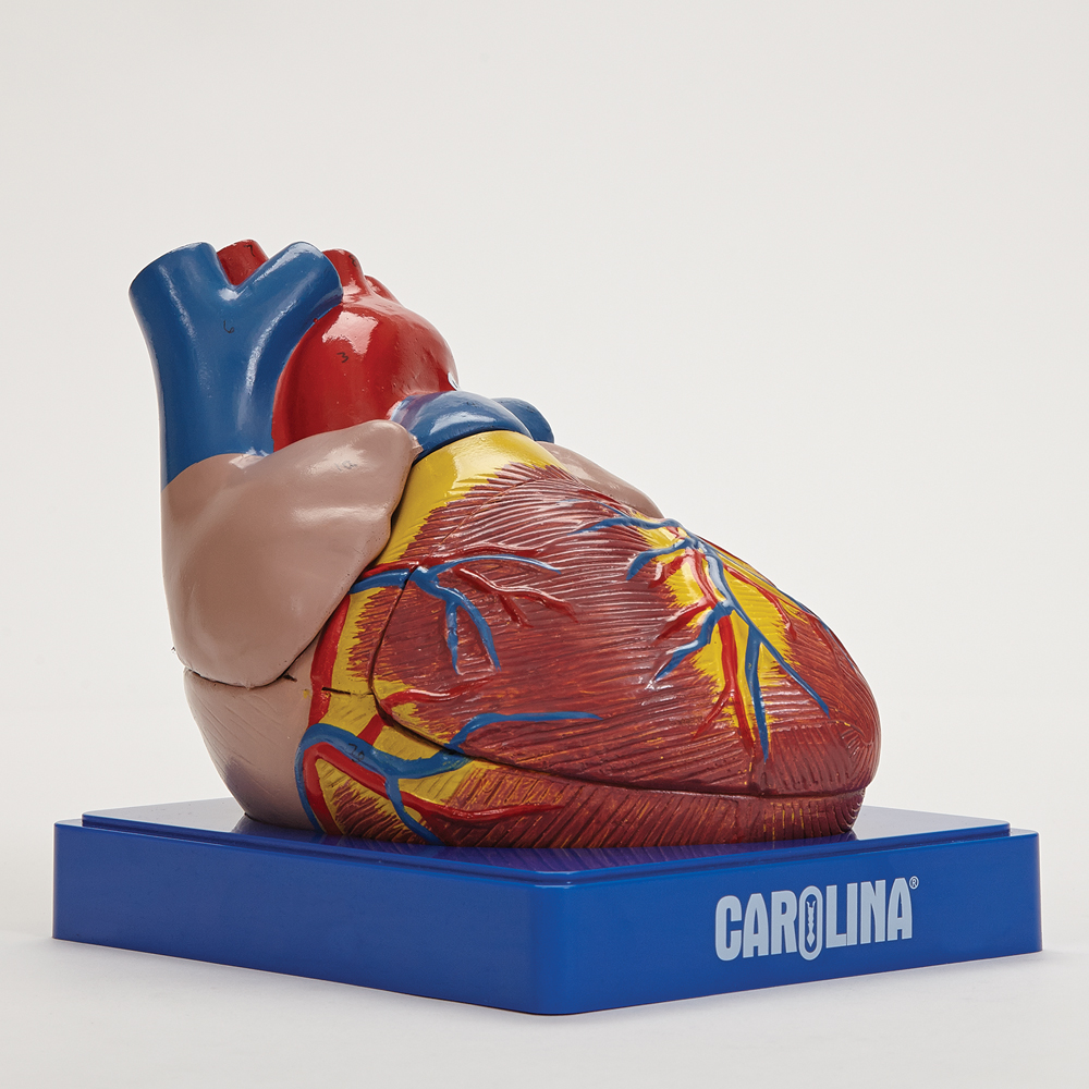 Carolina Science Heart