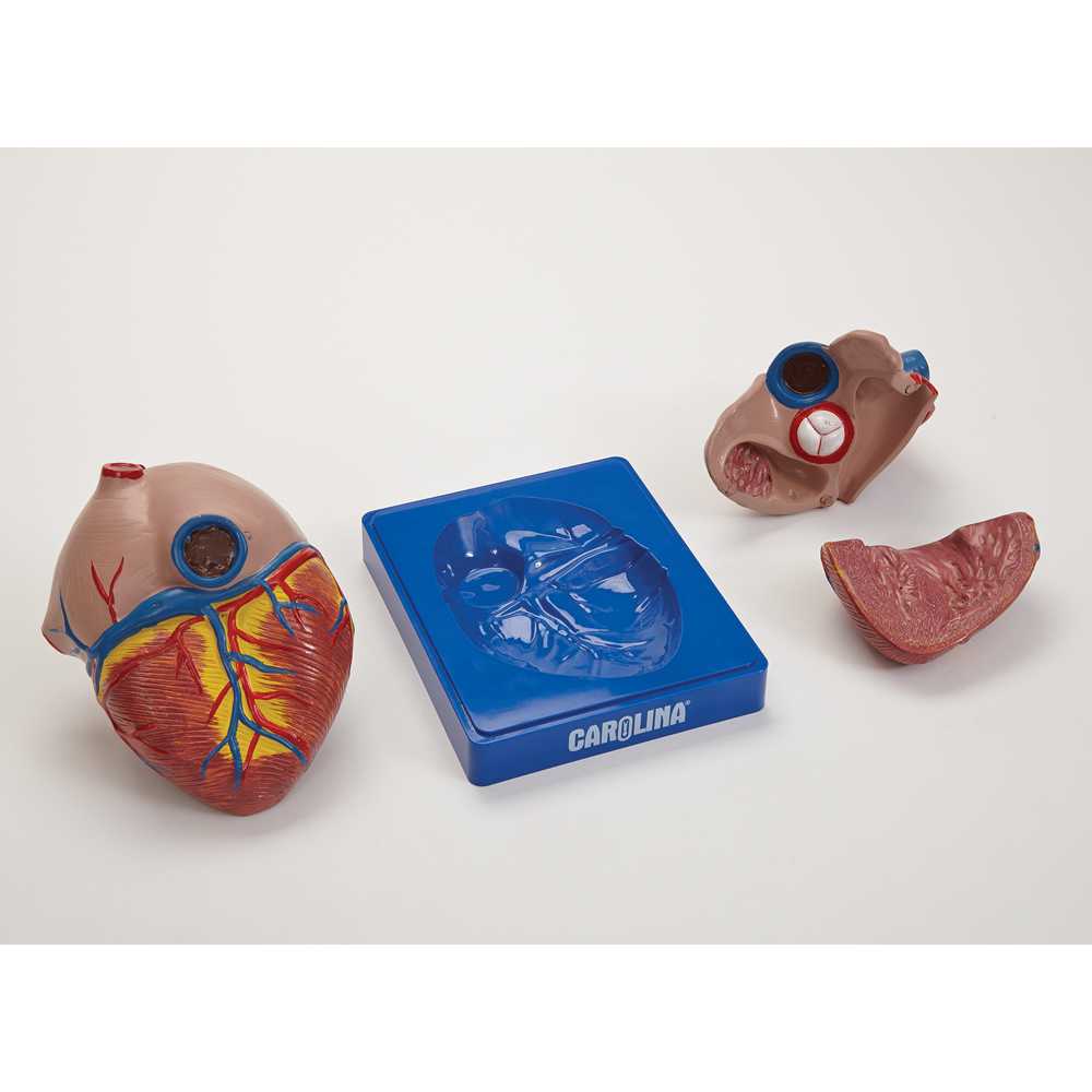 Carolina Science Heart