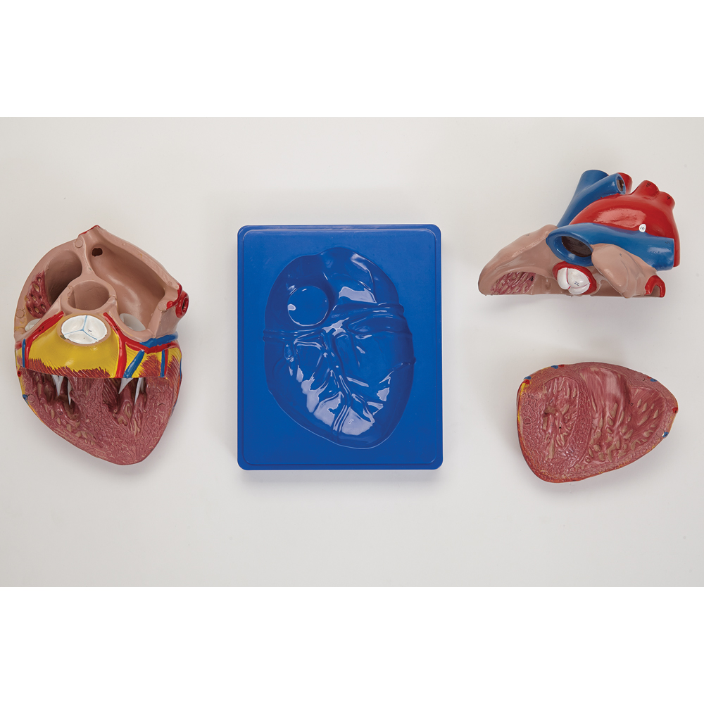 Carolina® Human Heart Model | Carolina Biological Supply