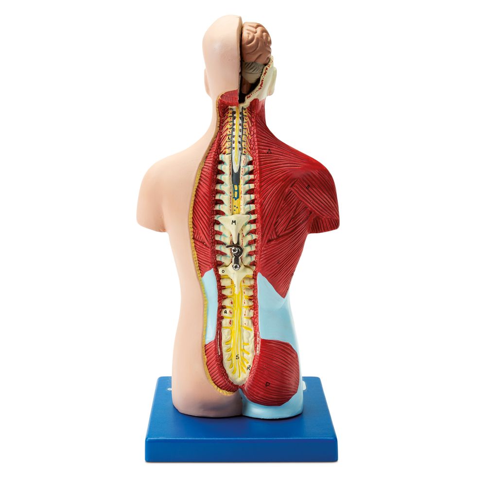 Carolina® Human Micro Sexless Torso Model with Open Back | Carolina ...