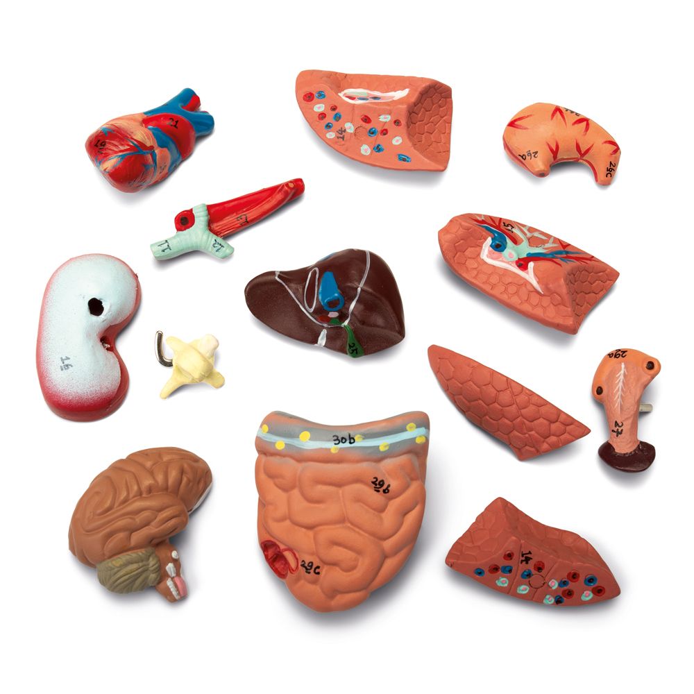 Carolina® Human Micro Sexless Torso Model with Open Back | Carolina ...