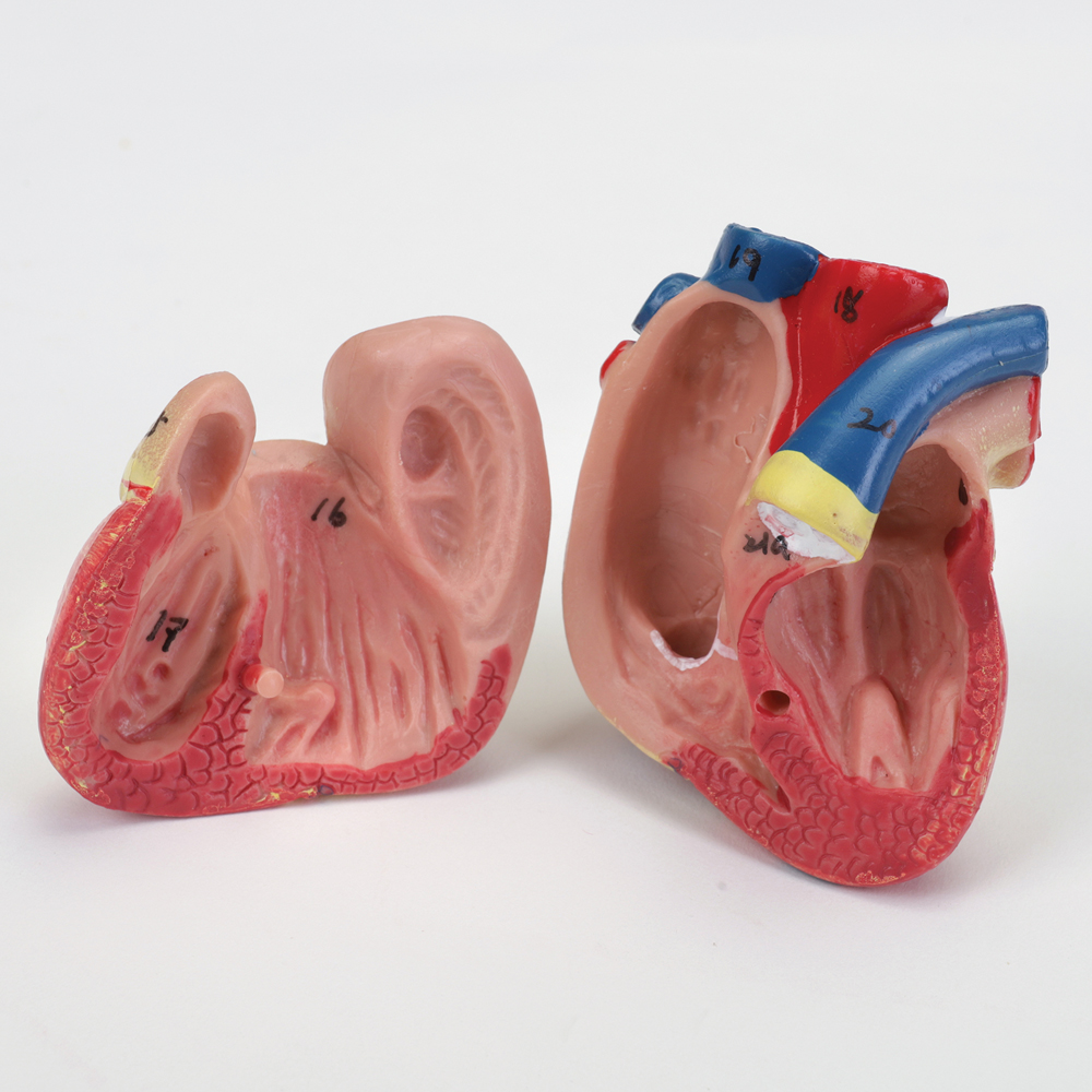 Carolina® Miniature Sexless Torso Model | Carolina Biological Supply