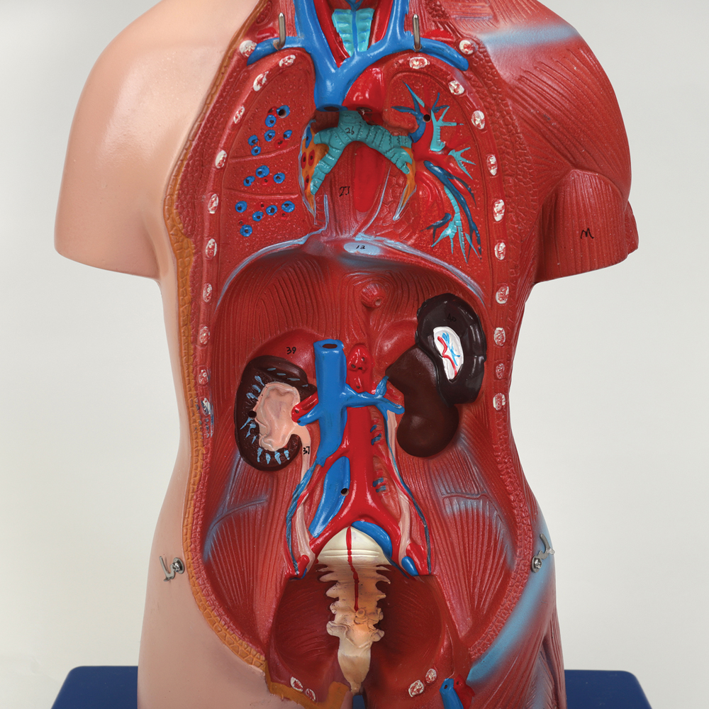 Carolina® Miniature Dual Sex Muscular Torso Model | Carolina Biological ...