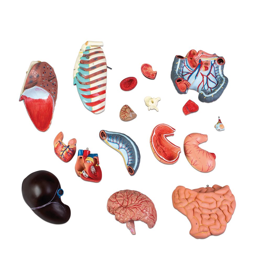 Carolina® Human Sexless Torso Model with Open Back | Carolina ...