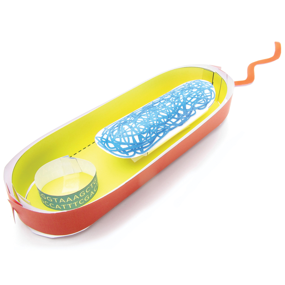 Origami Organelles™ 3-D Paper Model Kit: Bacterial Cell | Carolina ...