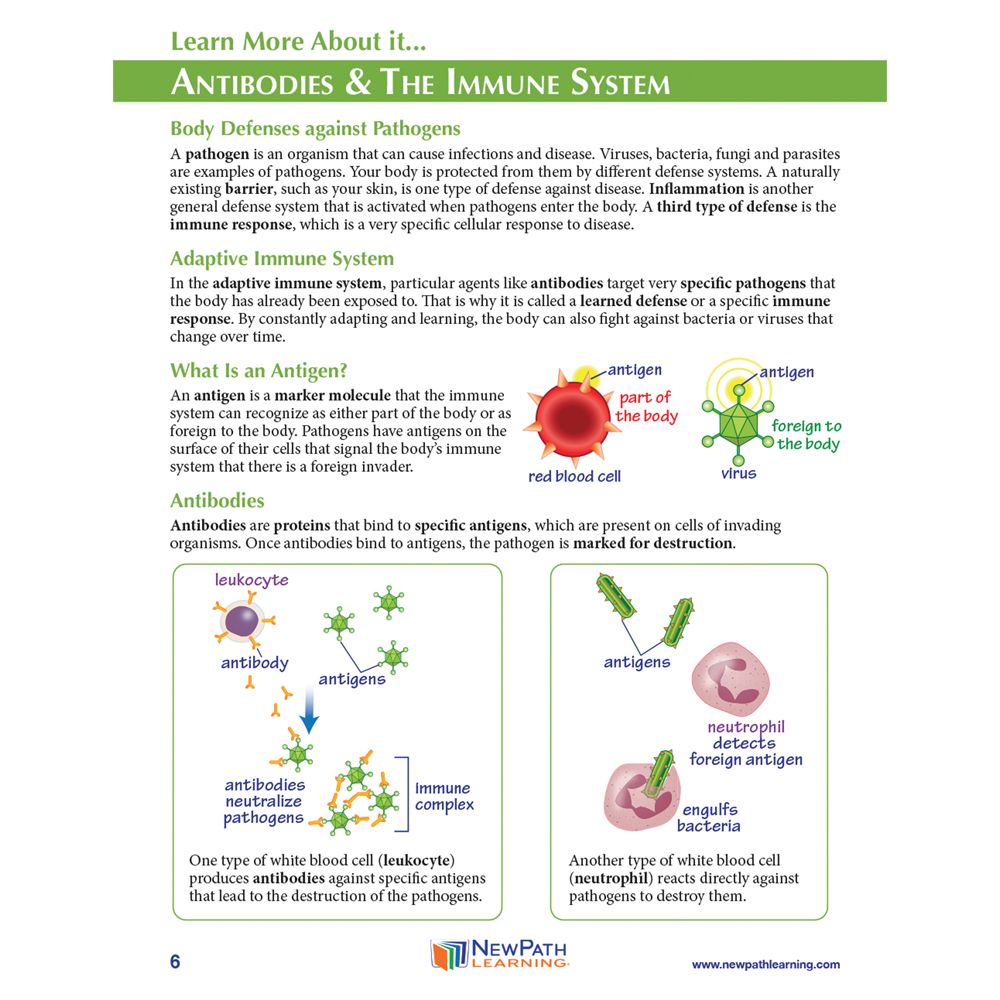 Origami Organelles™ 3-D Paper Model Kit: Antibodies Test | Carolina ...