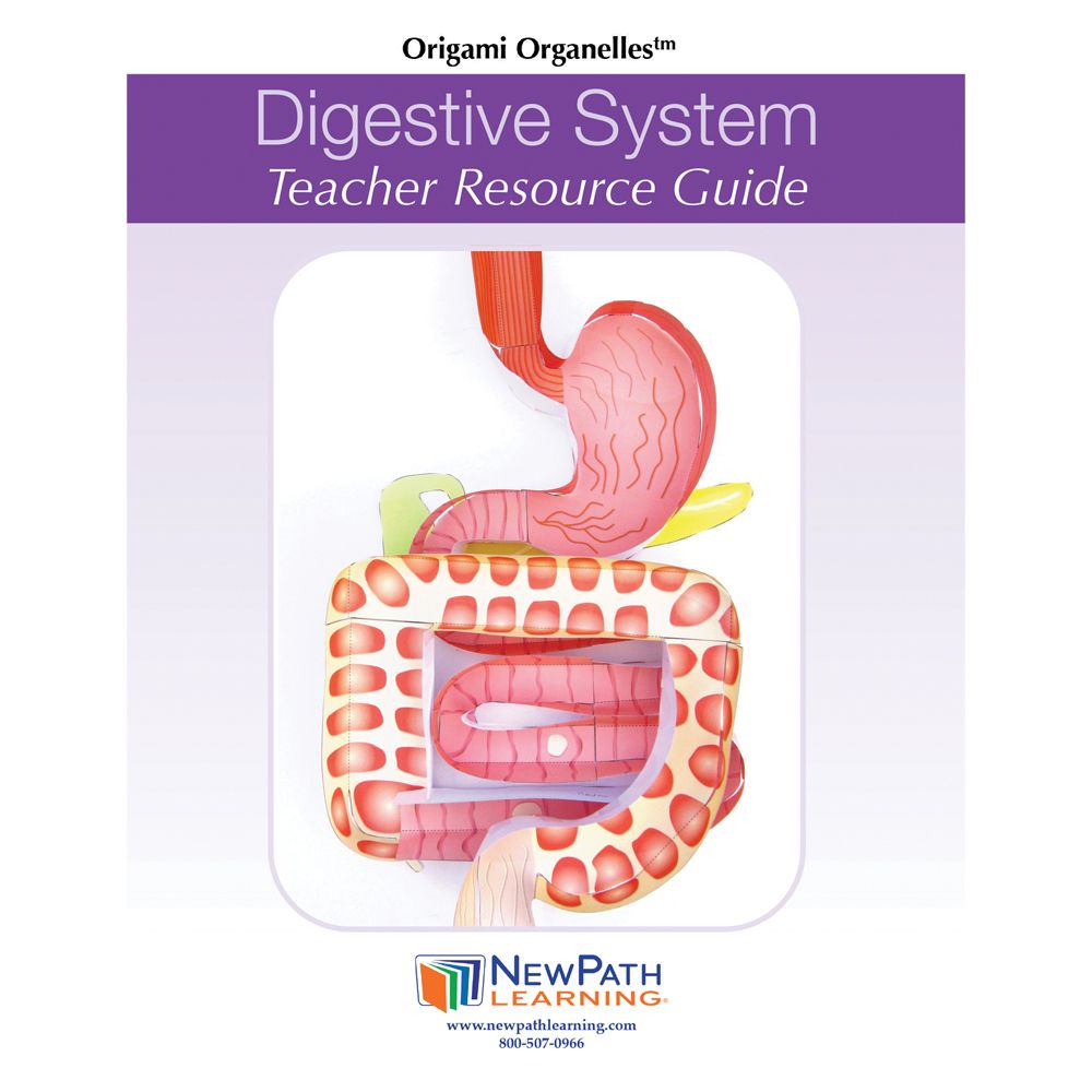 Origami Organelles™ 3-D Paper Model Kit: Digestive System | Carolina ...