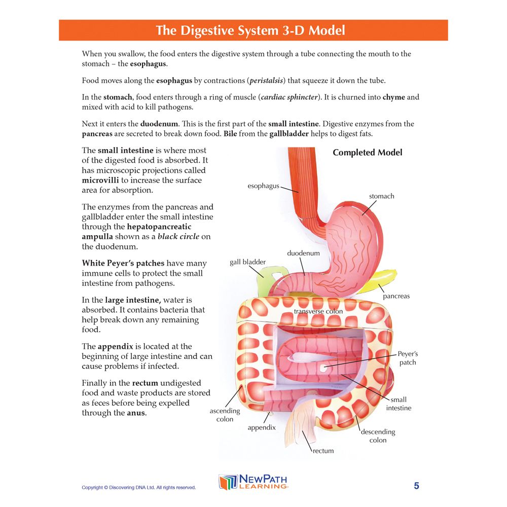 Origami Organelles™ 3-D Paper Model Kit: Digestive System | Carolina ...