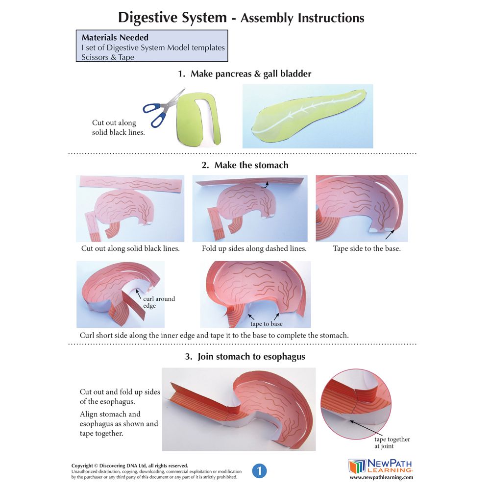 Origami Organelles™ 3-D Paper Model Kit: Digestive System | Carolina ...