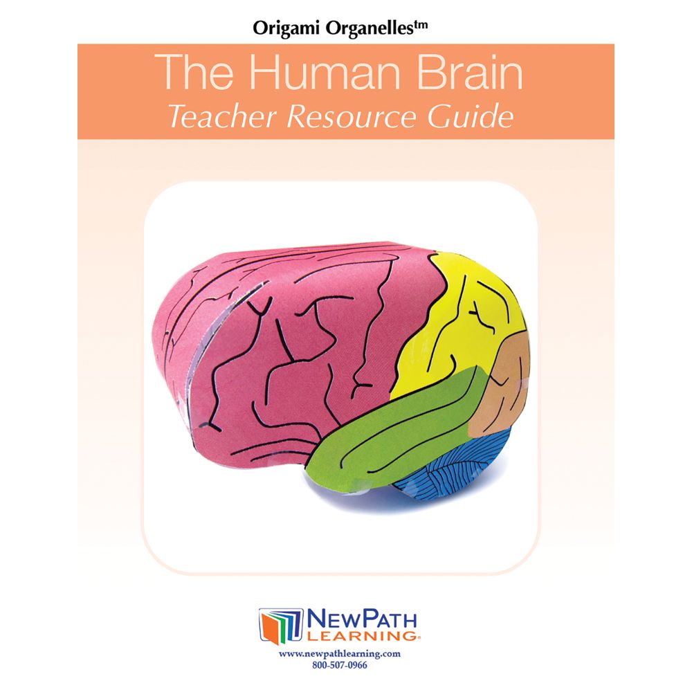 Origami Organelles™ 3-D Paper Model Kit: Human Brain | Carolina ...