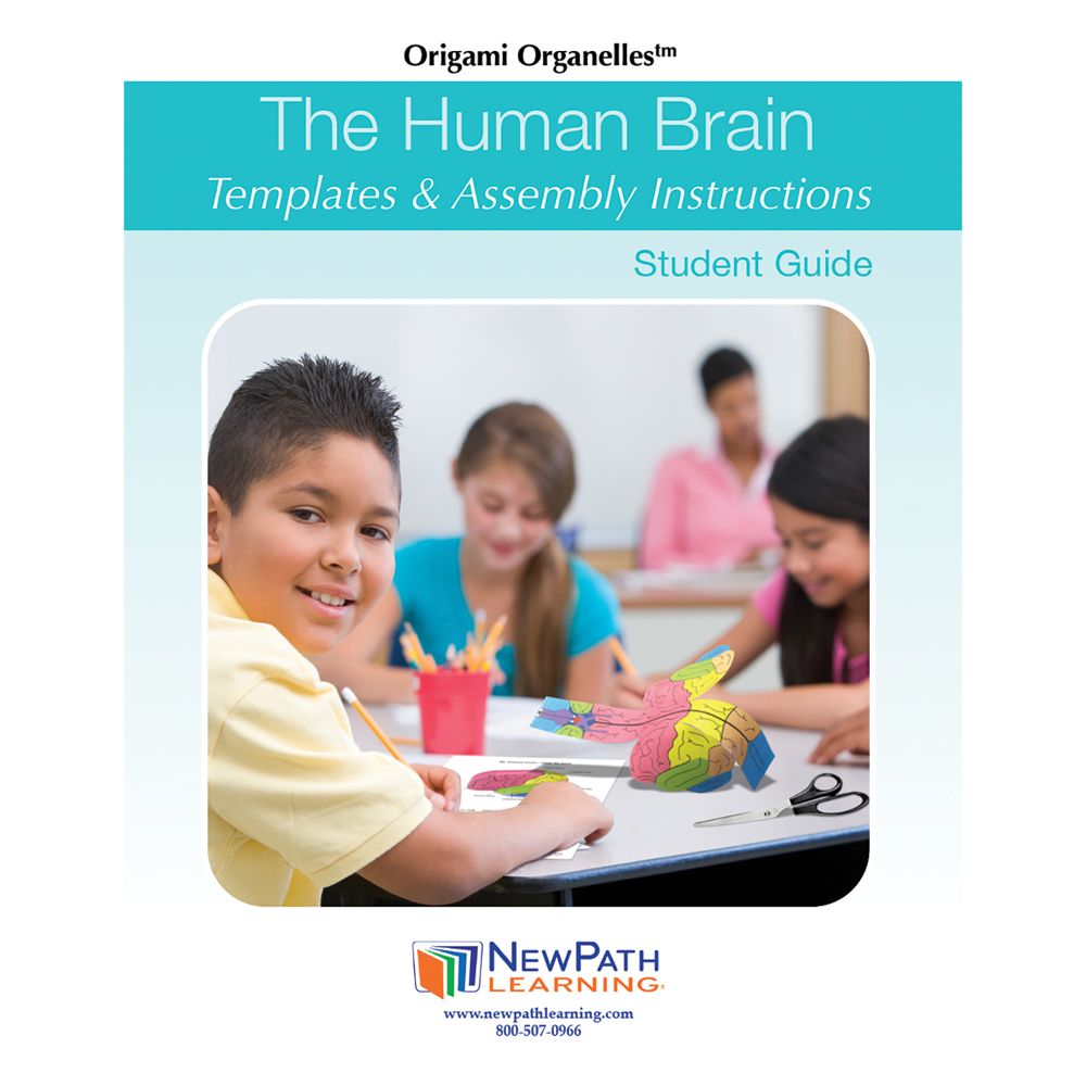 Origami Organelles™ 3-D Paper Model Kit: Human Brain | Carolina ...