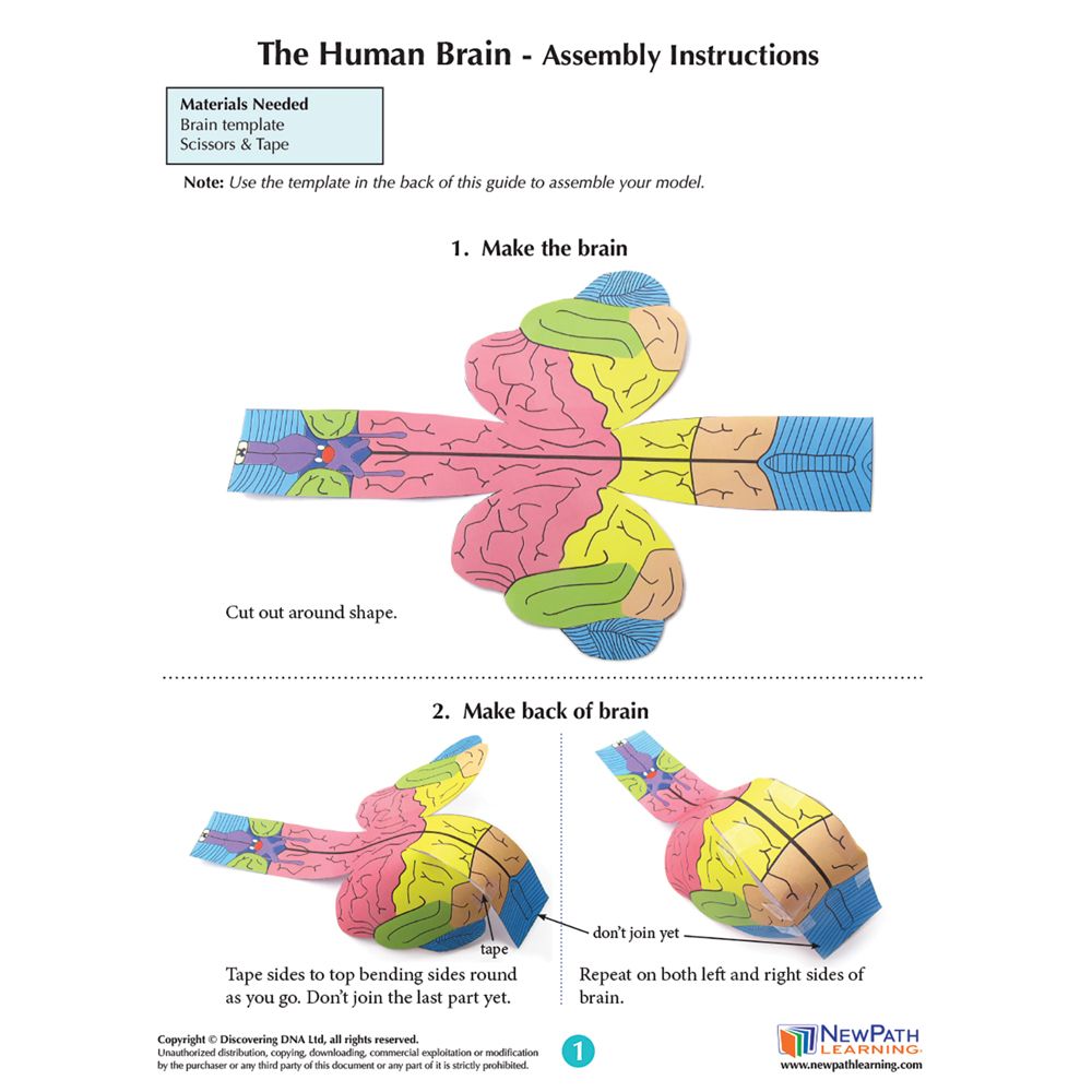 Origami Organelles™ 3-D Paper Model Kit: Human Brain | Carolina ...