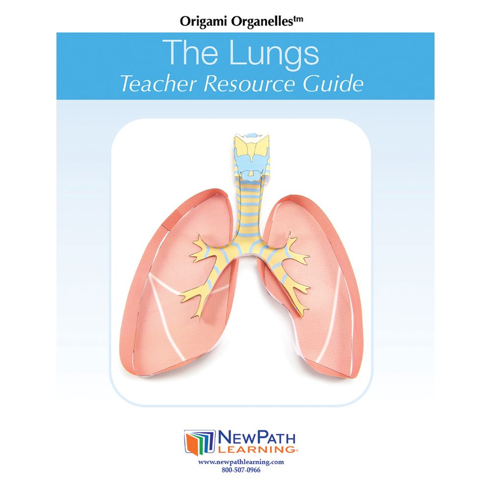 Origami Organelles™ 3-D Paper Model Kit: Lungs | Carolina Biological Supply
