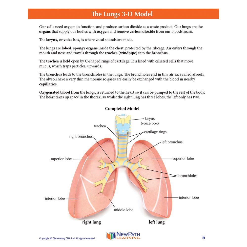 Origami Organelles™ 3-D Paper Model Kit: Lungs | Carolina Biological Supply