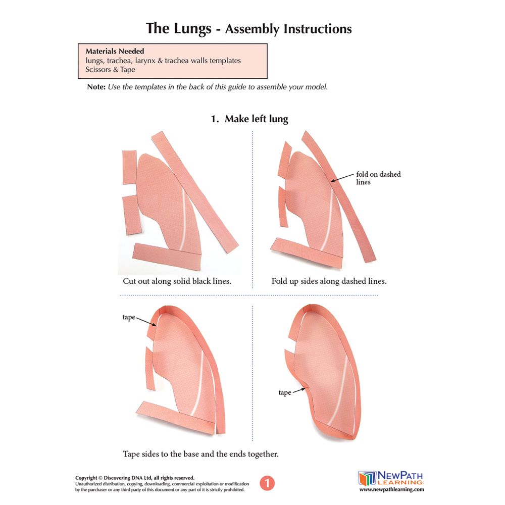 Origami Organelles™ 3-D Paper Model Kit: Lungs | Carolina Biological Supply