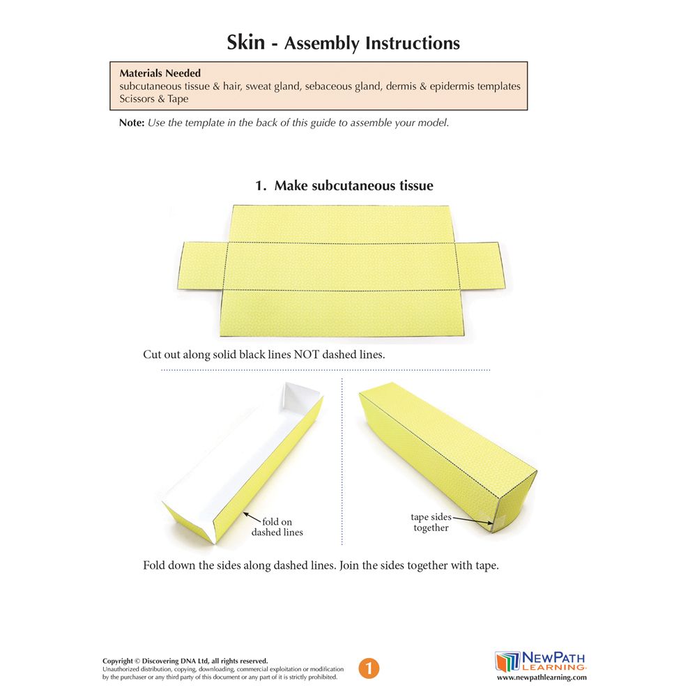 Origami Organelles™ 3-D Paper Model Kit: Skin | Carolina Biological Supply