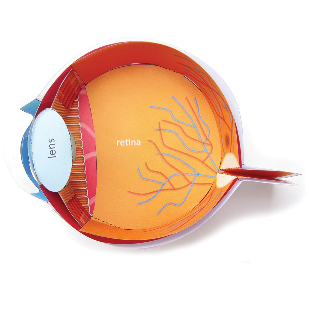 Human Eye Origami Organelles