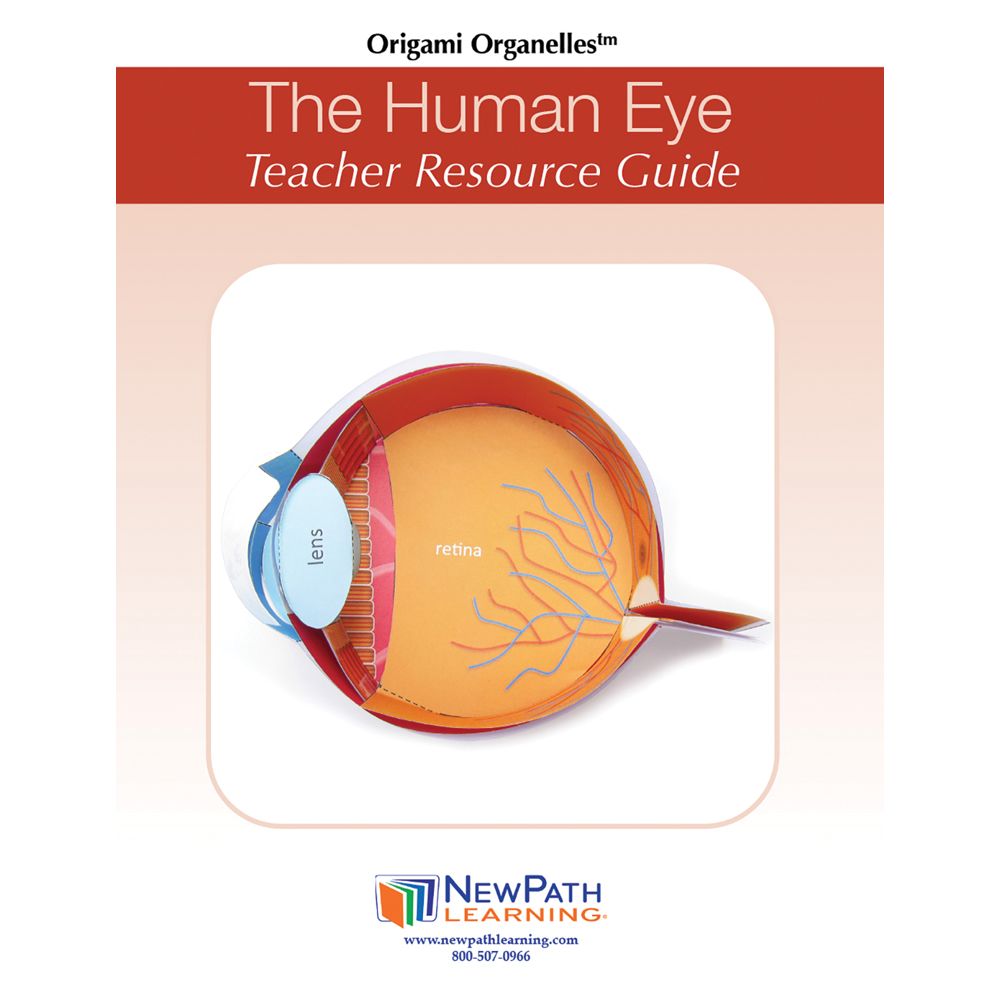 Origami Organelles™ 3-D Paper Model Kit: Human Eye | Carolina ...