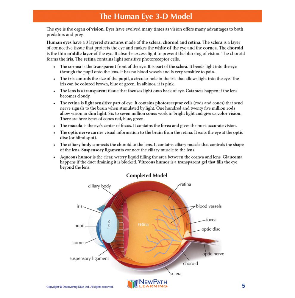 Origami Organelles™ 3-D Paper Model Kit: Human Eye | Carolina ...