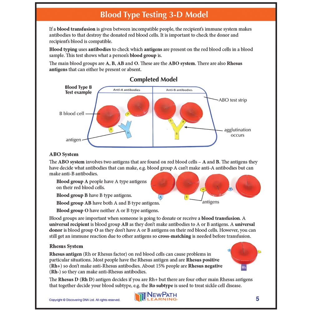 Origami Organelles™ 3-D Paper Model Kit: Blood Type Testing | Carolina ...