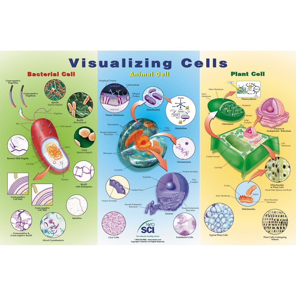 Visualizing Cells Chart | Carolina.com