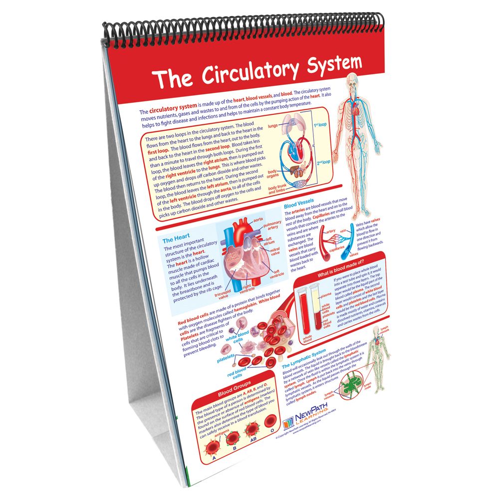 Curriculum Mastery Human Body Flip Chart | Carolina Biological Supply