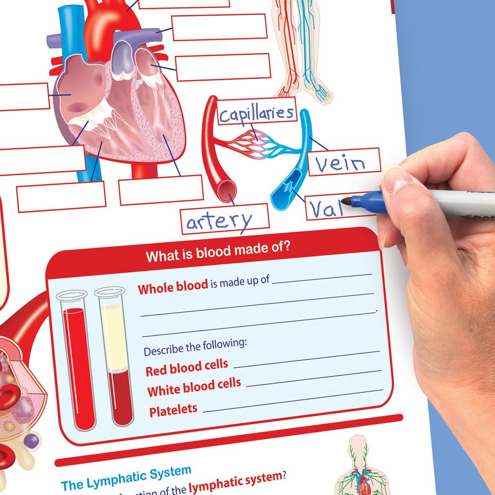 Curriculum Mastery Human Body Flip Chart | Carolina Biological Supply