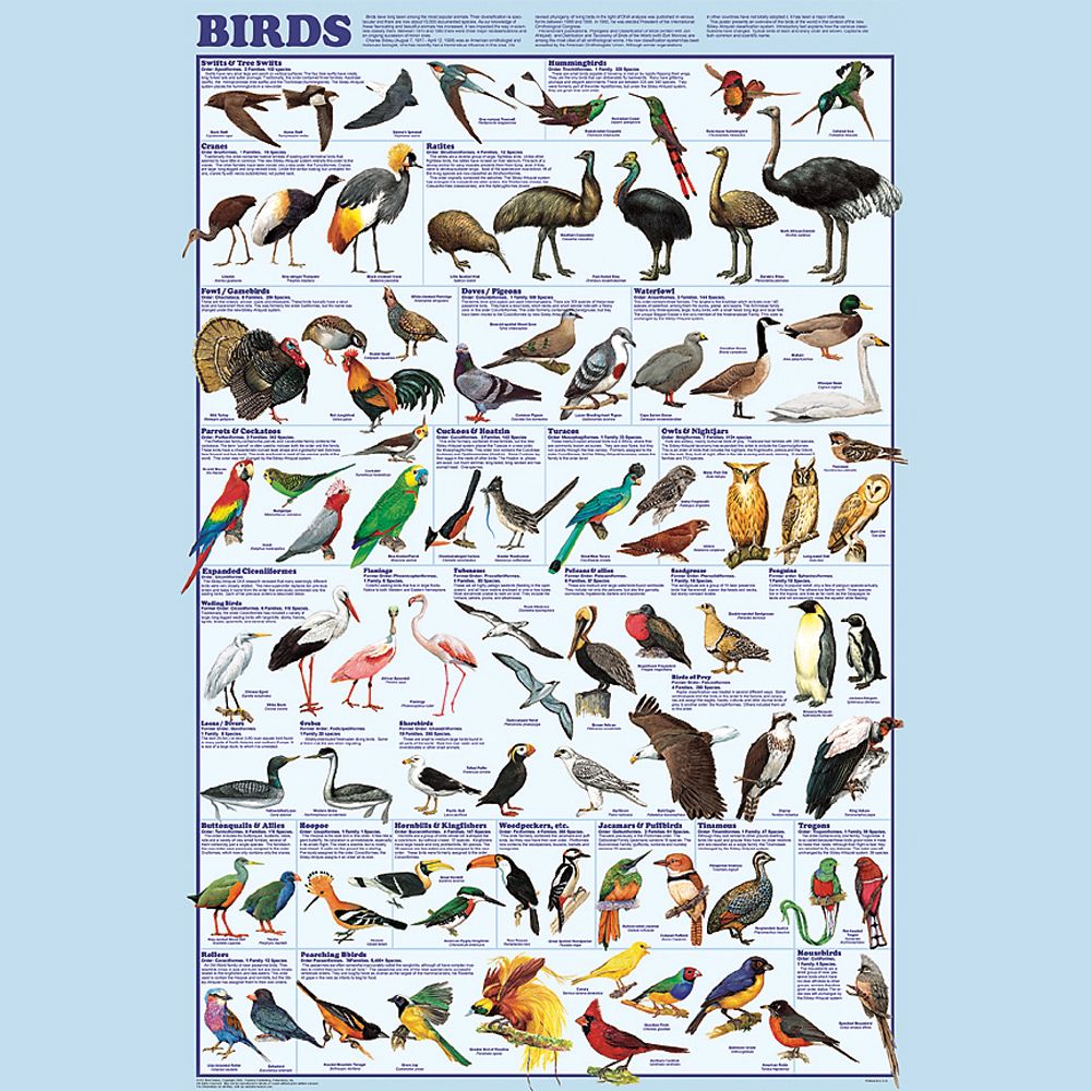 Birds Poster | Carolina Biological Supply
