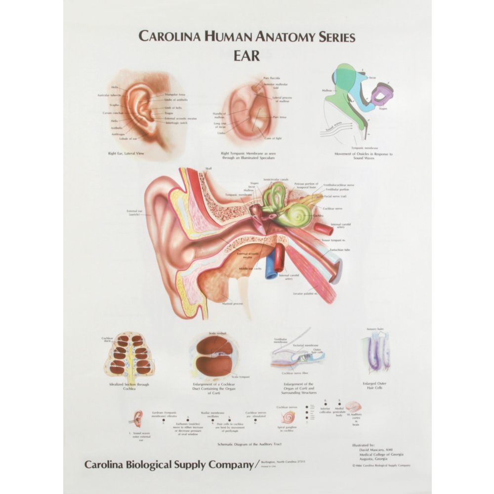 Ear, Giant Carolina® Human Anatomy Series Chart | Carolina Biological ...