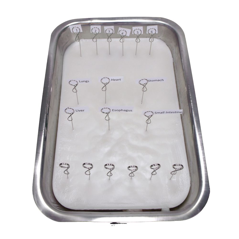 Dissection Pins with Label Holder, Box of 50 | Carolina Biological Supply