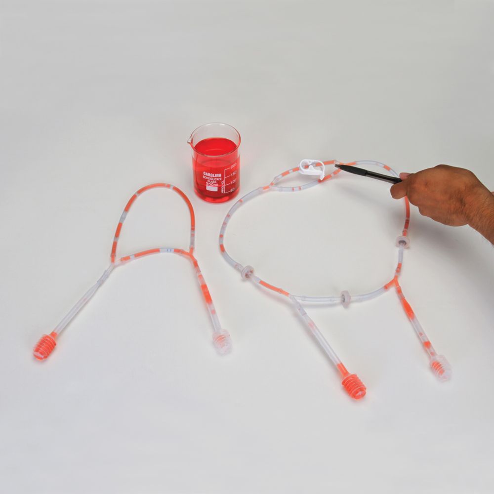 Carolina STEM Challenge®: Circulatory System 8-Station Kit | Carolina ...