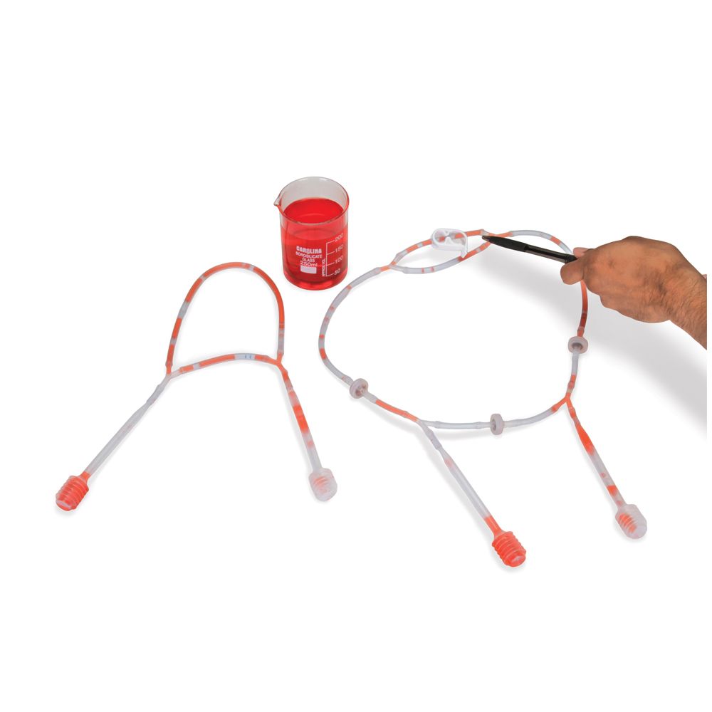 Carolina STEM Challenge®: Circulatory System 1-Station Kit | Carolina ...